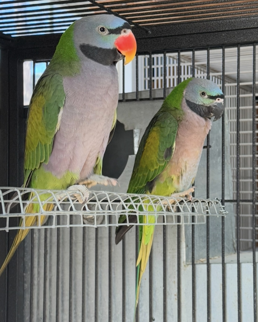 Derbyan Parakeet (Lord Derby’s Parakeet) – vicaviary