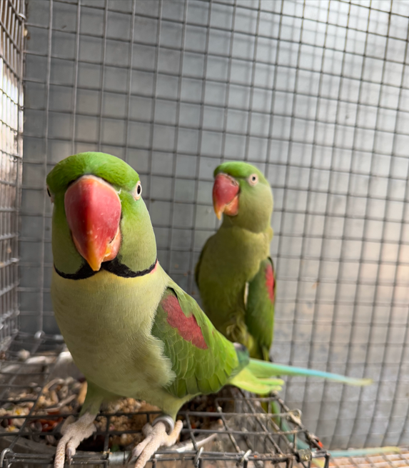 Alexandrine Parrot – vicaviary